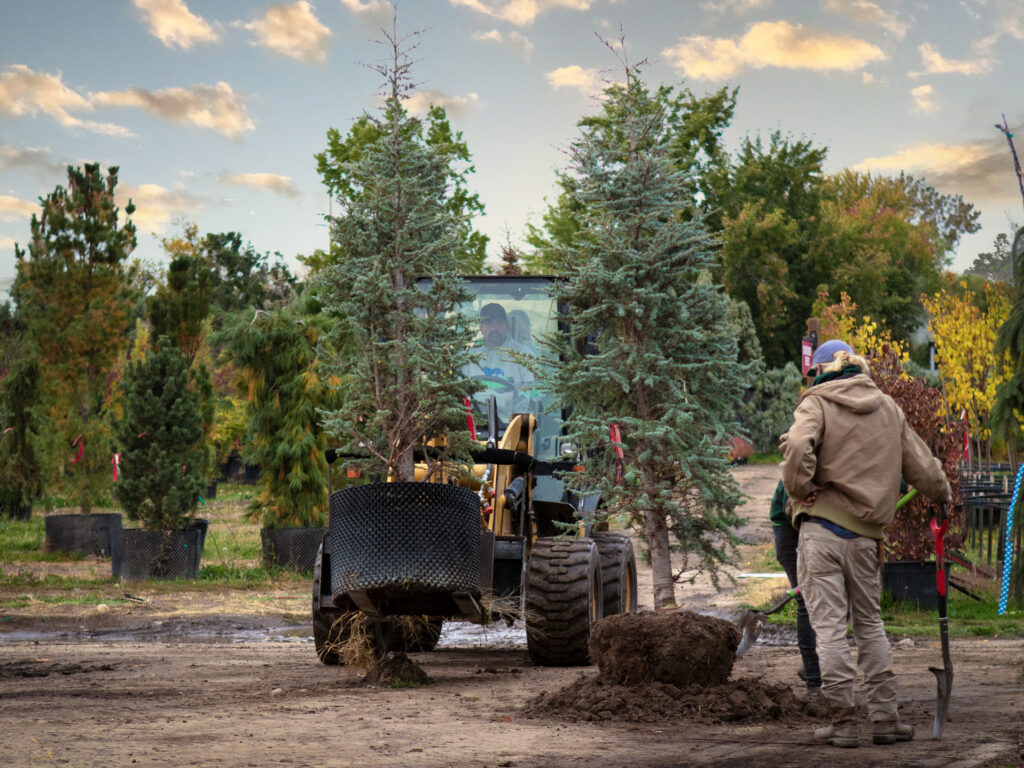 Winter Tree Care - Franz Witte